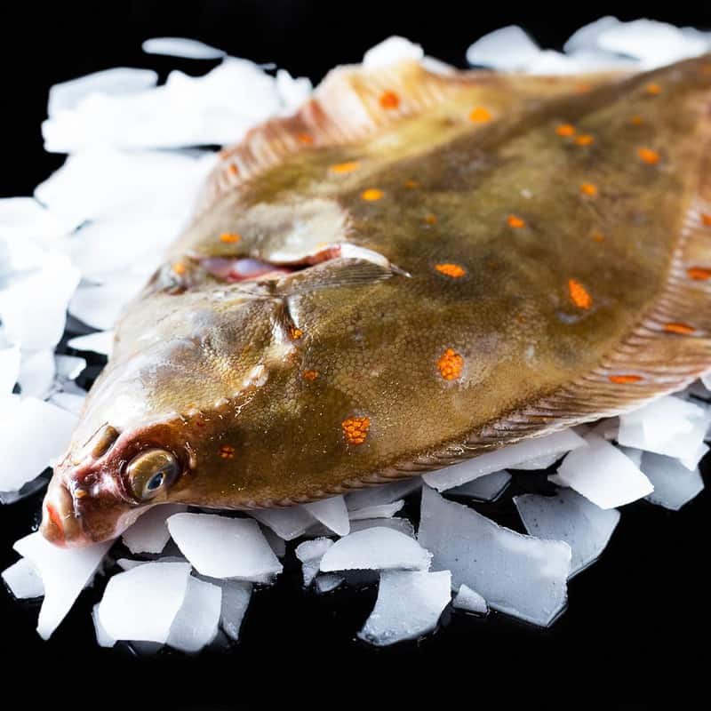 Wild Plaice - Brighton & Newhaven Fish Sales