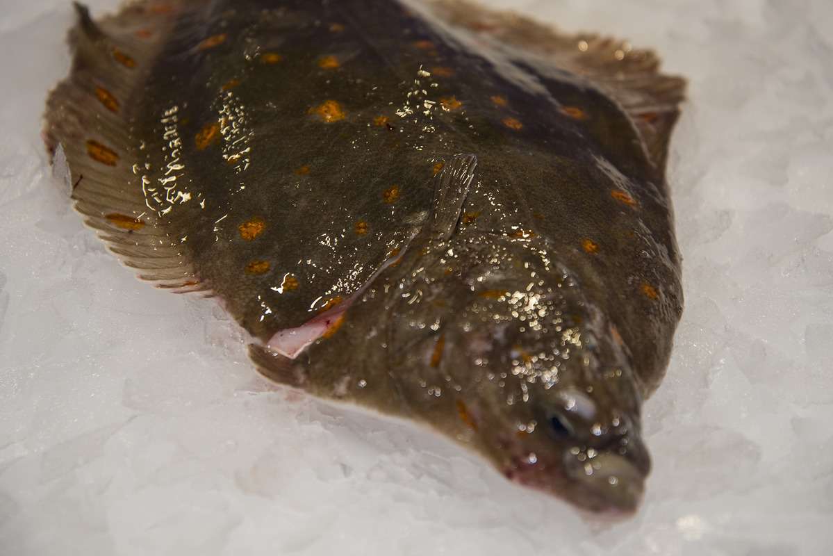 Wild Plaice - Brighton & Newhaven Fish Sales